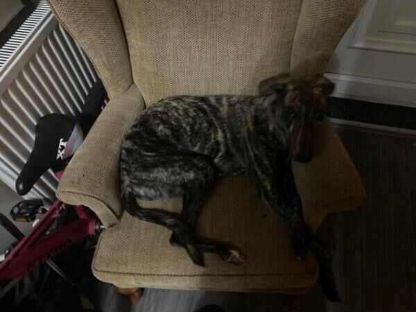 Greyhound Puppies For Sale | Greyhound Owners