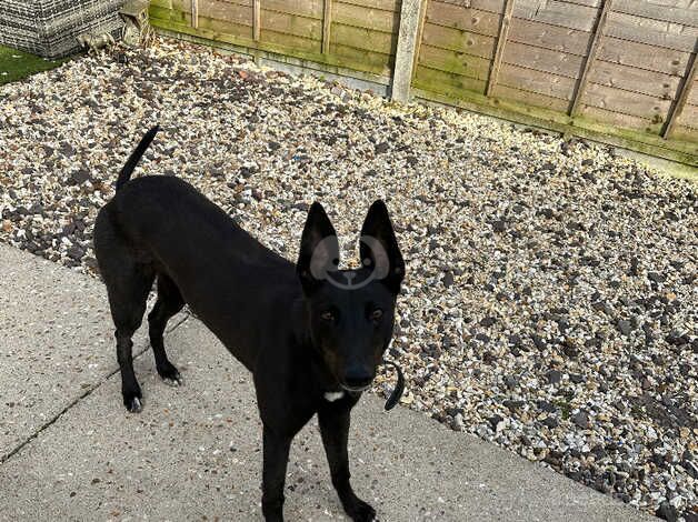 Greyhound Puppies For Sale | Greyhound-owners.co.uk