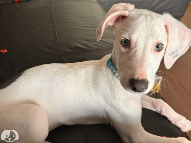 Greyhound Dogs And Puppies For Sale | Greyhound-owners.co.uk